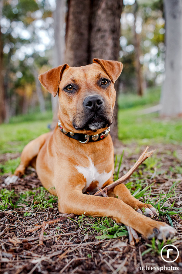 Fiji - Medium Female Mixed Breed Dog Dog in NSW - PetRescue
