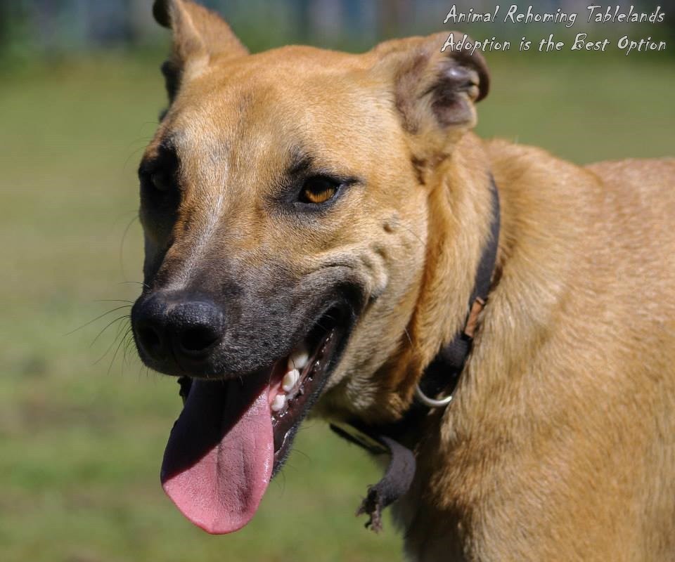 Jack - Large Male Australian Cattle Dog x Rhodesian Ridgeback Mix Dog ...