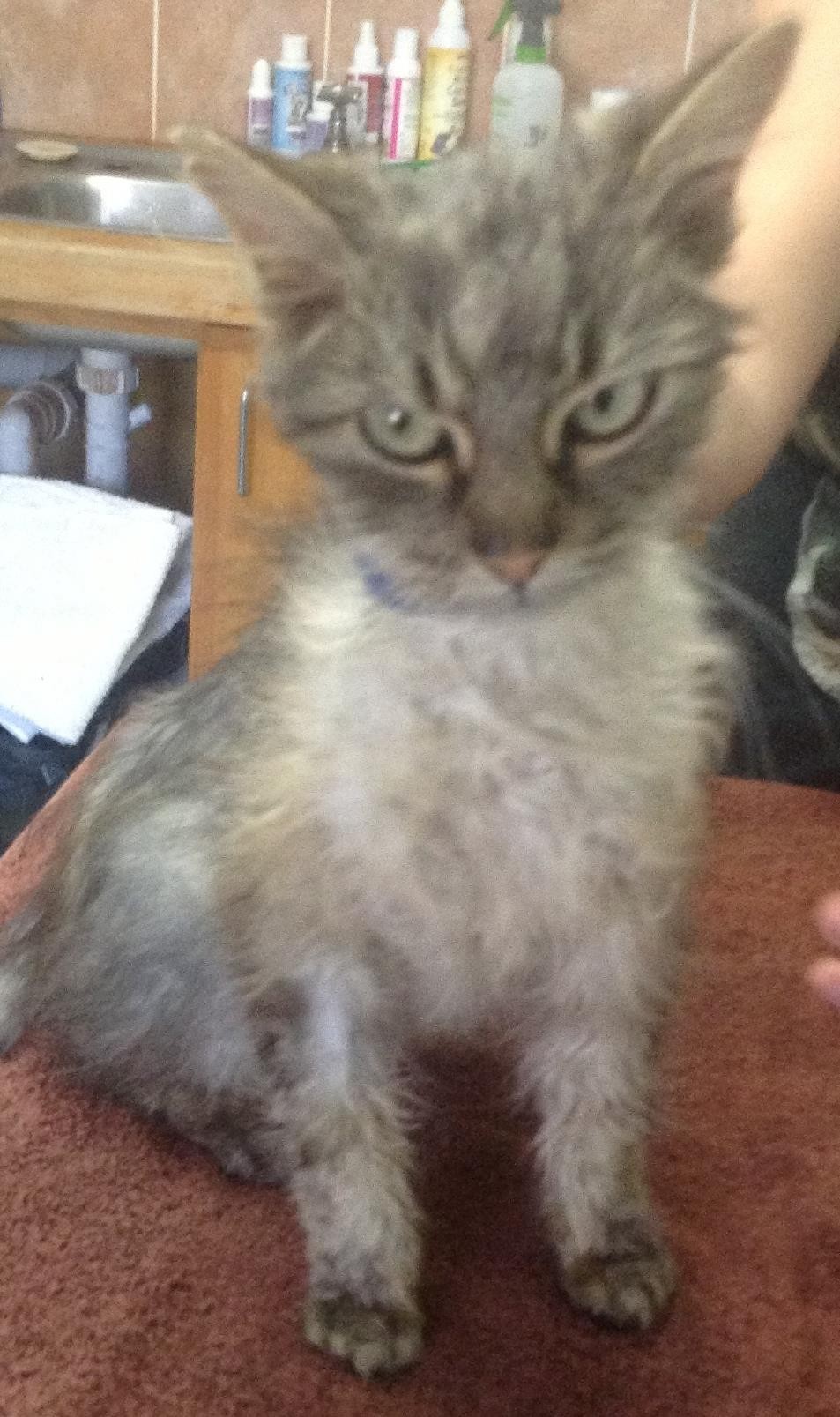 Rexey - Female Devon Rex Mix Cat in QLD - PetRescue