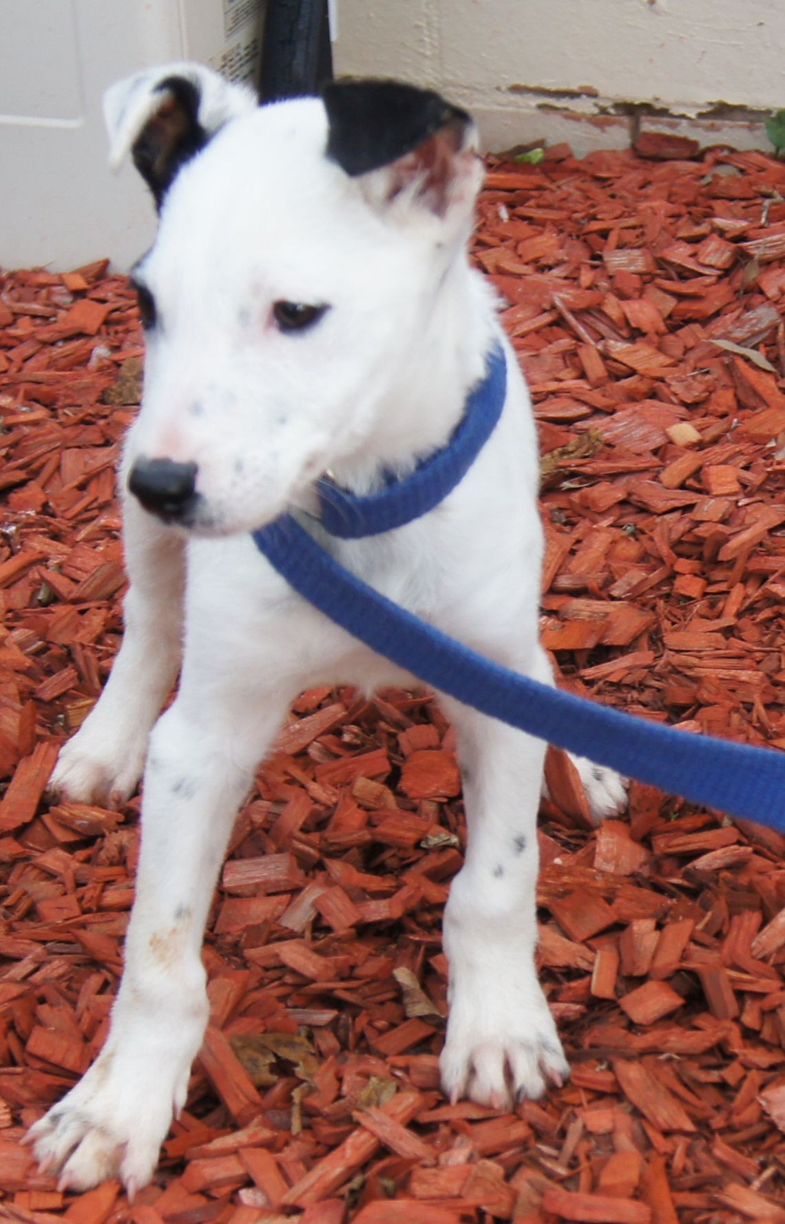 Presley - Small Male Jack Russell Terrier (Smooth) x Mini Foxie ...