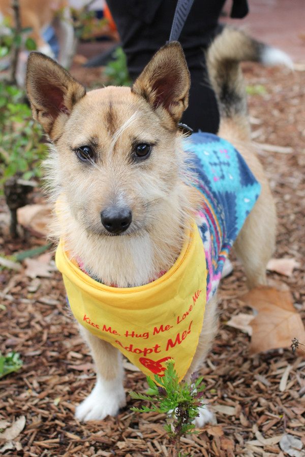 Rufus DL337 - Small Male Terrier Mix Dog in WA - PetRescue