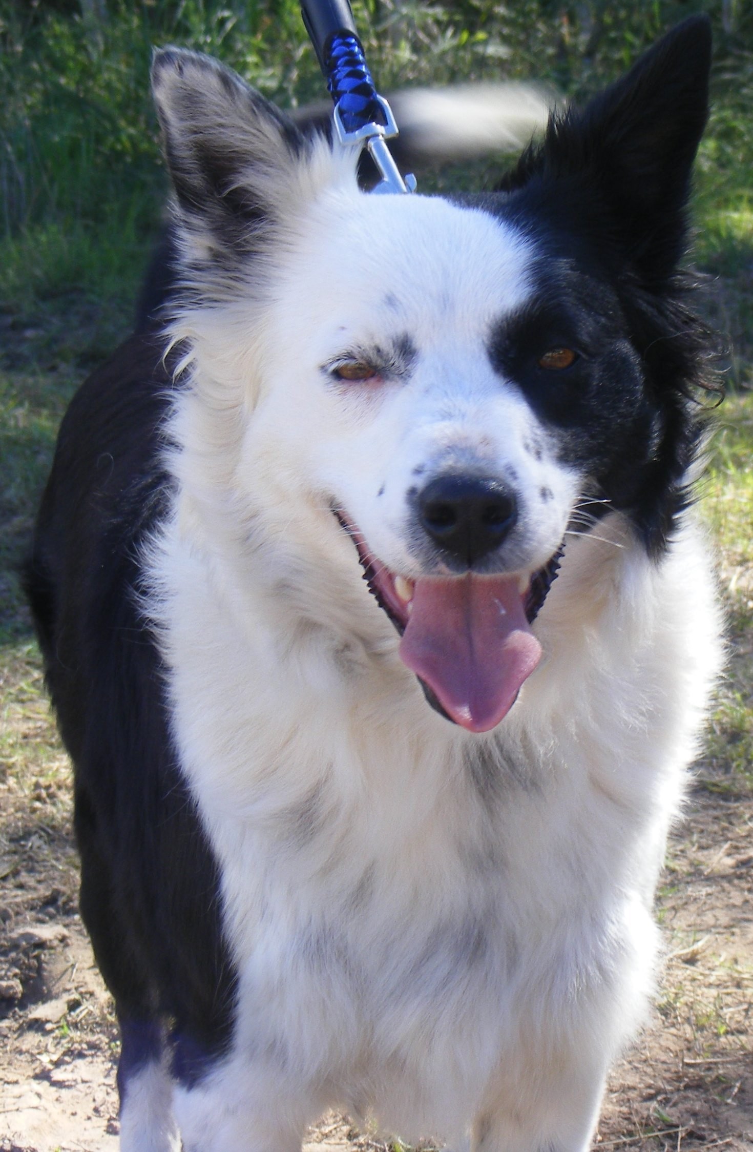 Tess - Medium Female Border Collie Dog in QLD - PetRescue