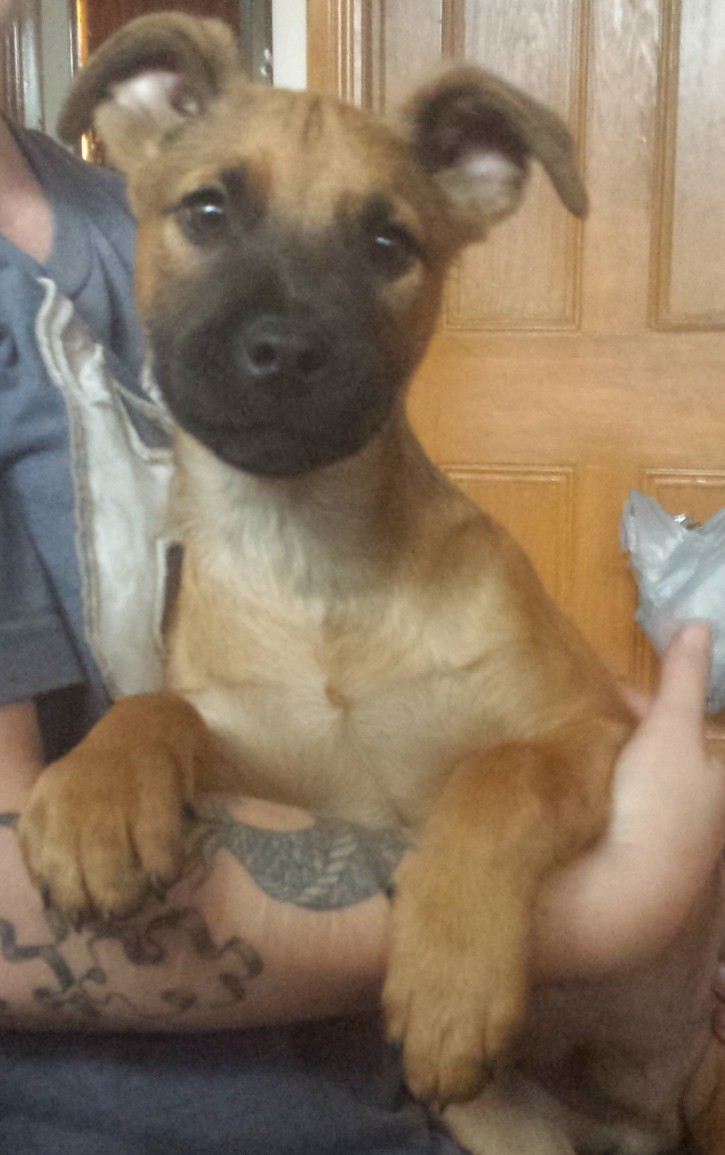 Six Puppies - Large Male Bullmastiff x Rhodesian Ridgeback Dog in NSW ...