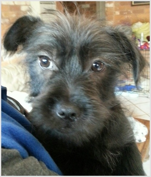 Four Maltese X Puppies - Small Female Maltese x Staffordshire Bull ...