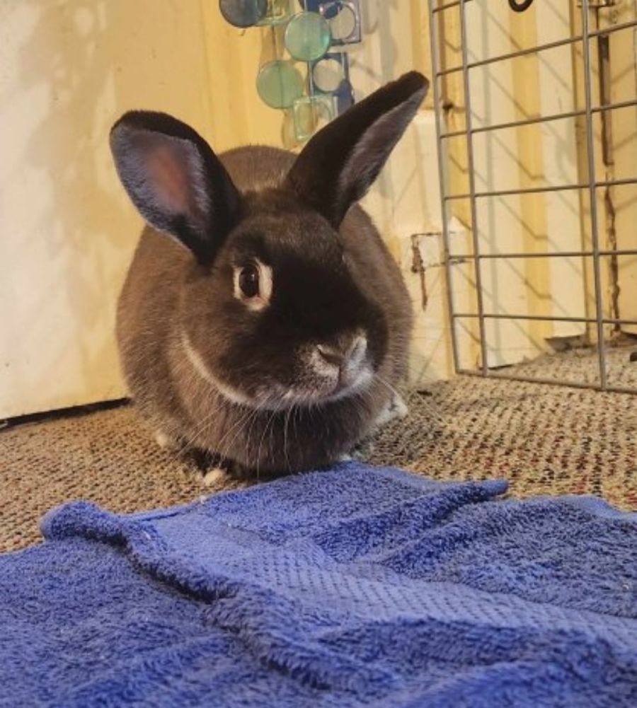 Indigo - Female Silver Marten Rabbit in VIC - PetRescue