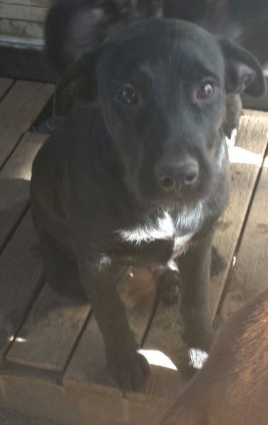 Rebel - Large Female Irish Wolfhound x Labrador Mix Dog in QLD - PetRescue