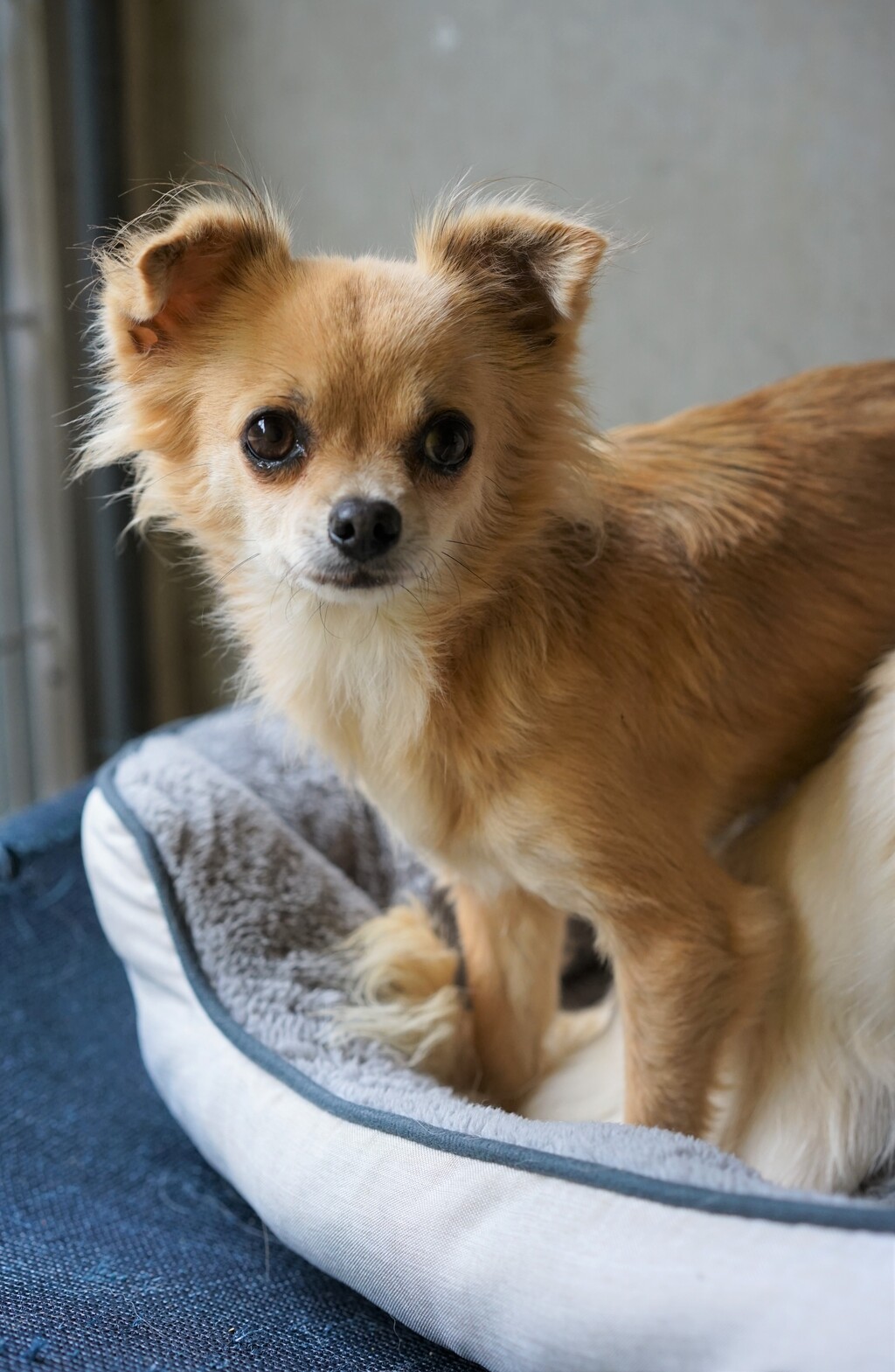 Goldie - Small Female Long Hair Chihuahua Mix Dog in QLD - PetRescue