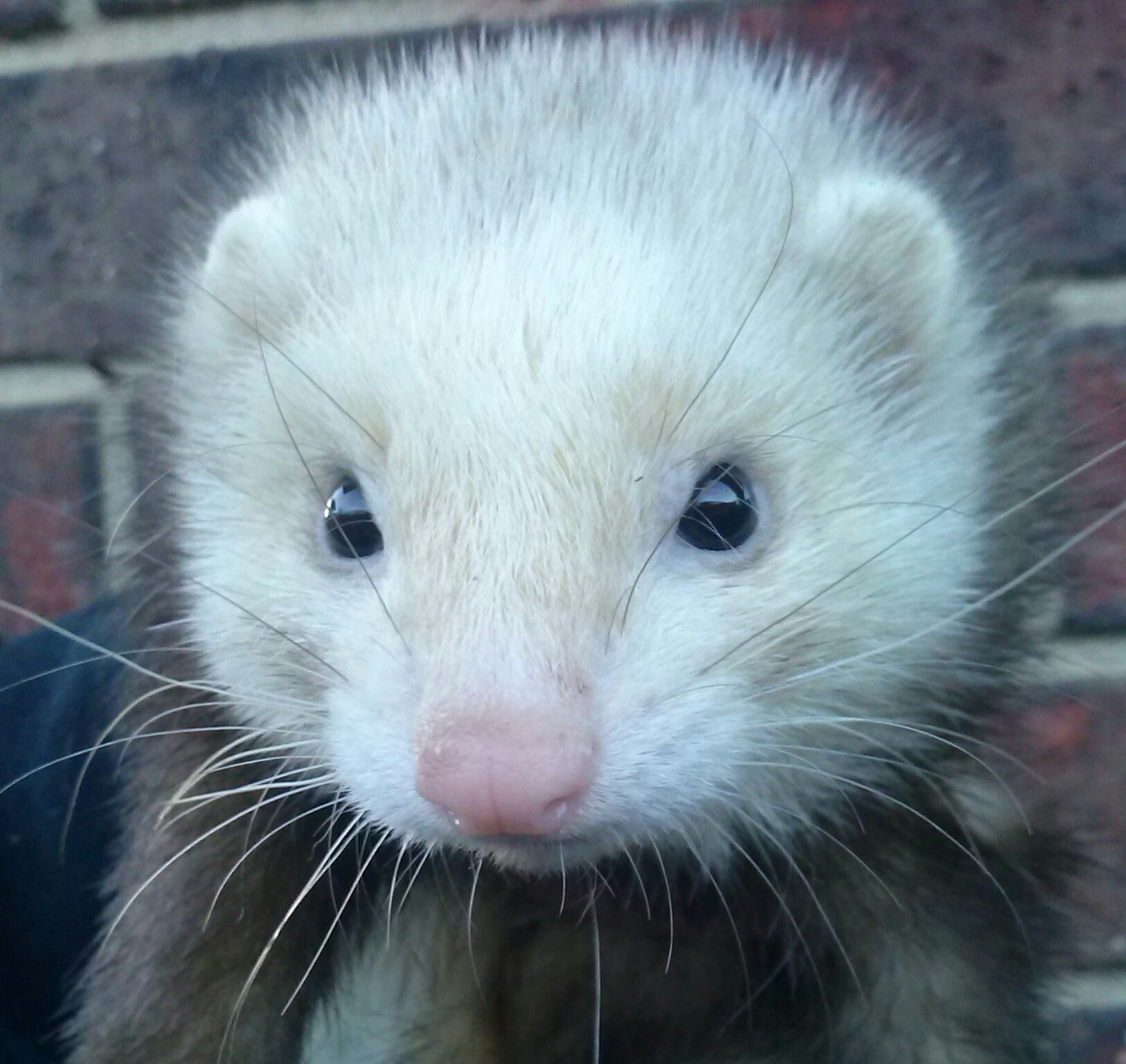 Ginger - Female Ferret in VIC - PetRescue