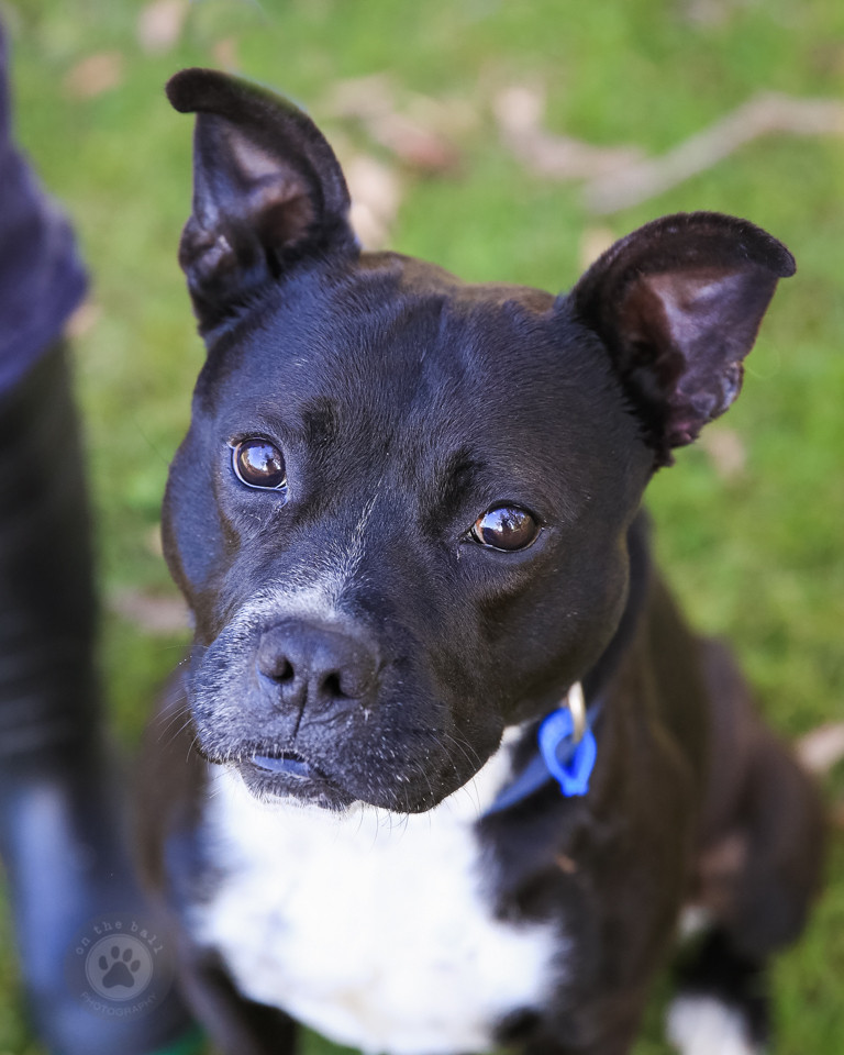 Frenchie - Medium Male American Staffordshire Terrier Mix Dog in NSW ...
