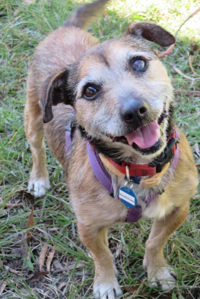 Button - Small Male Terrier Mix Dog in NSW - PetRescue