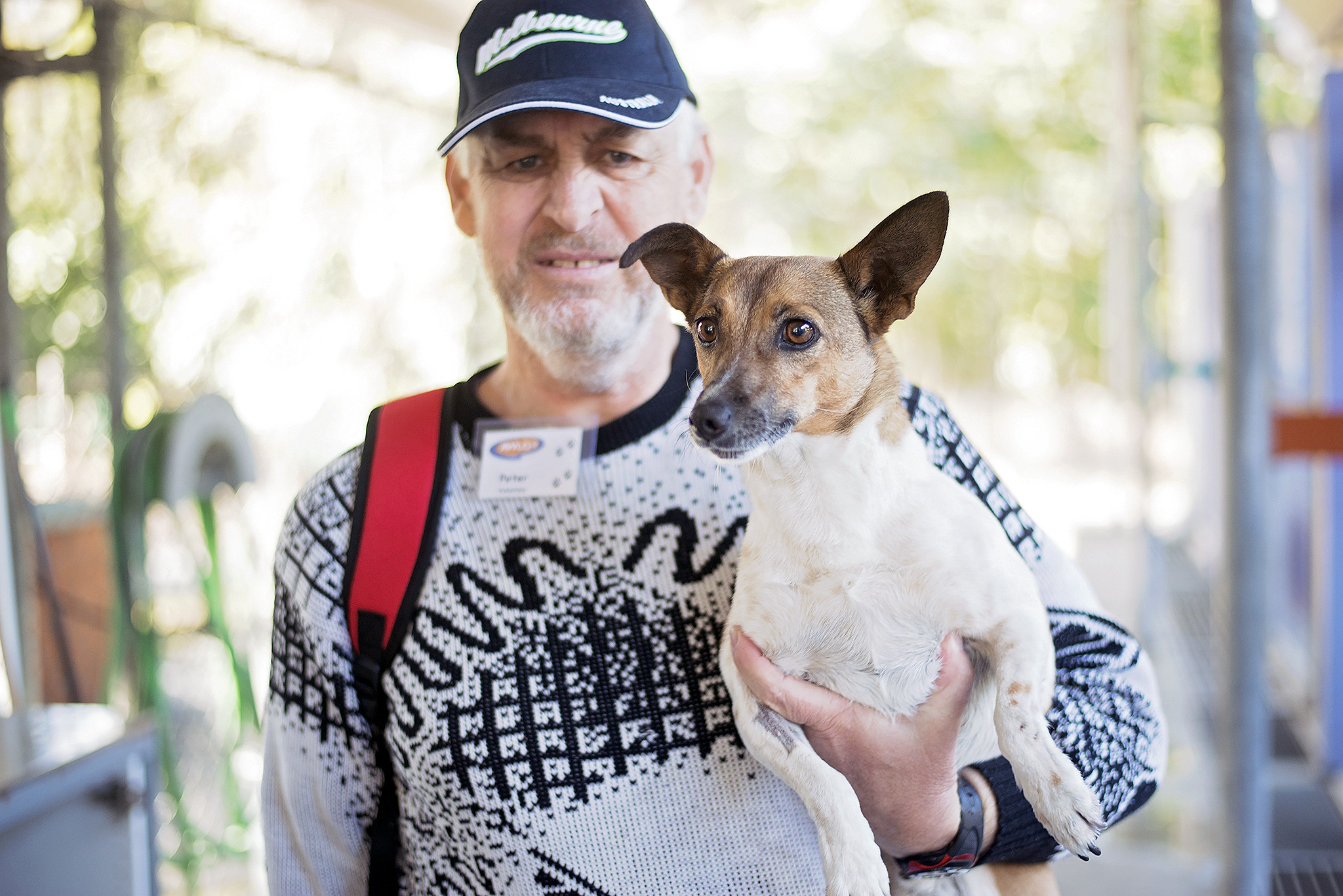 Simba - Small Male Jack Russell Terrier Dog in QLD - PetRescue