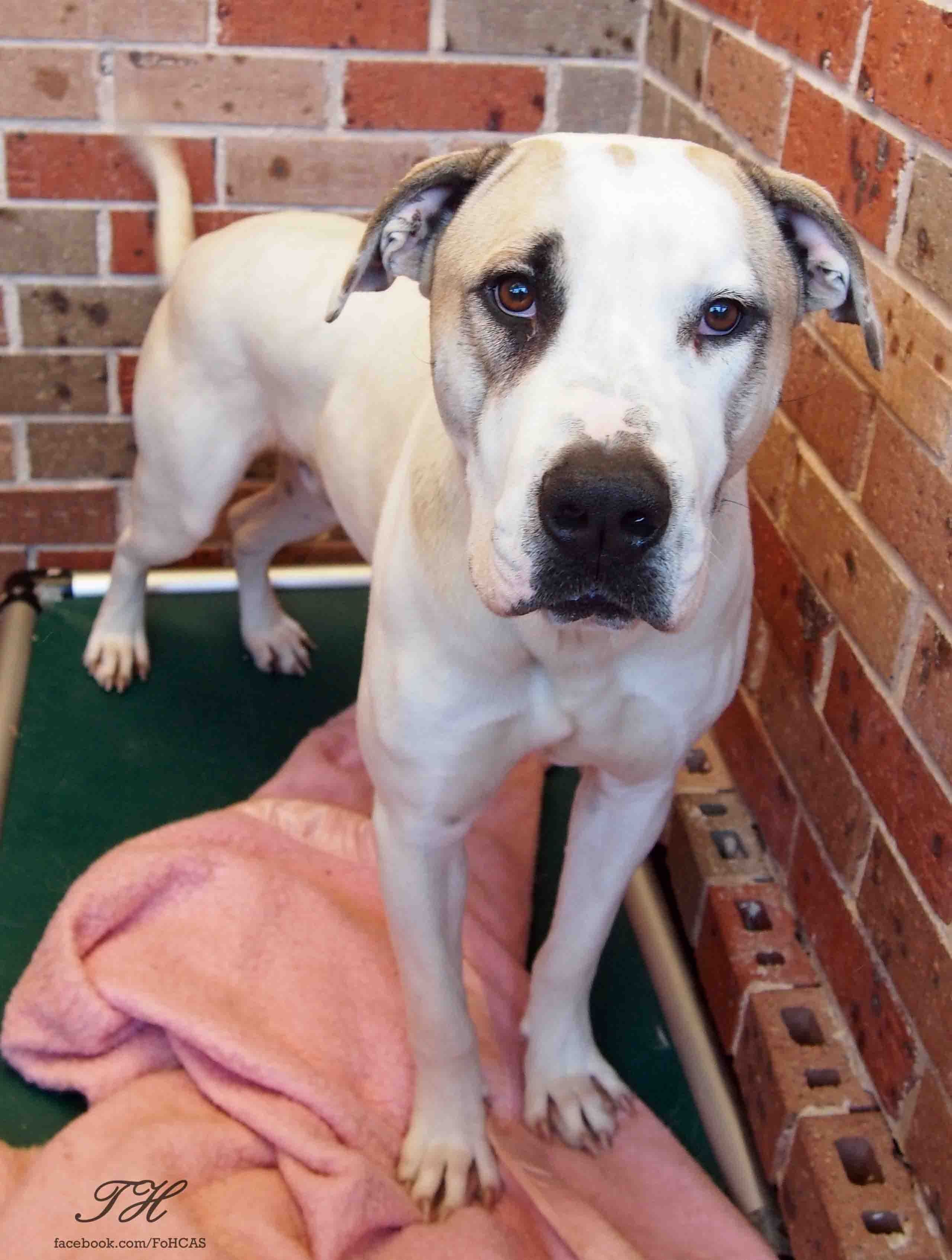 Hcc538 - Large Male Bull Arab Dog in NSW - PetRescue