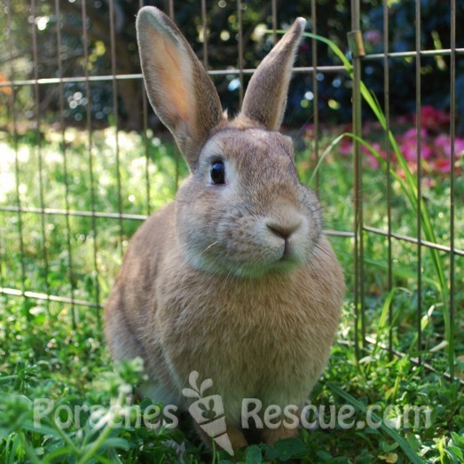 Zoe - Female Rabbit in NSW - PetRescue