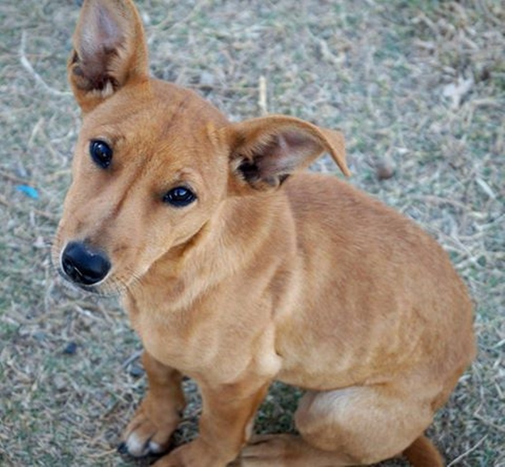 Cordie(ND282) - Large Female Mixed Breed Mix Dog in WA - PetRescue