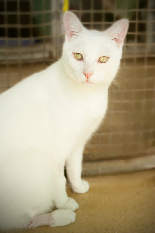Possum - Male Domestic Short Hair Mix Cat in NSW - PetRescue