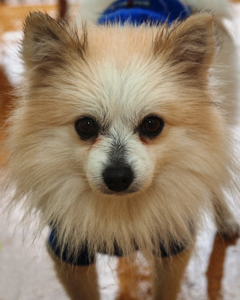 Biggie - Small Male Pomeranian Dog in NSW - PetRescue