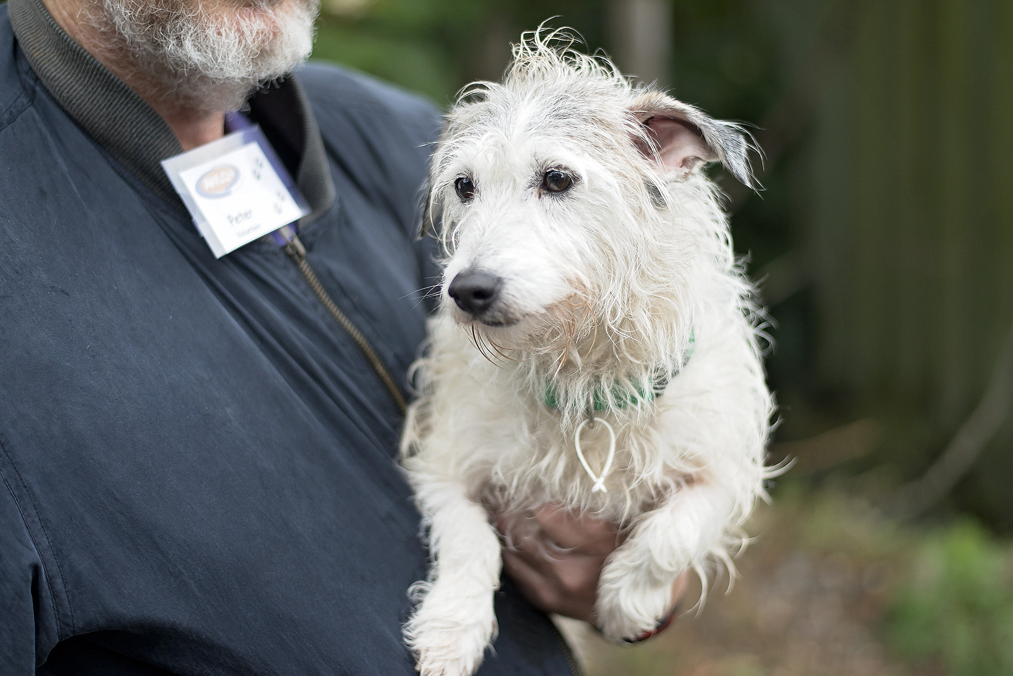 Nanna - Small Female Jack Russell Terrier x Mini Foxy Mix Dog in QLD ...