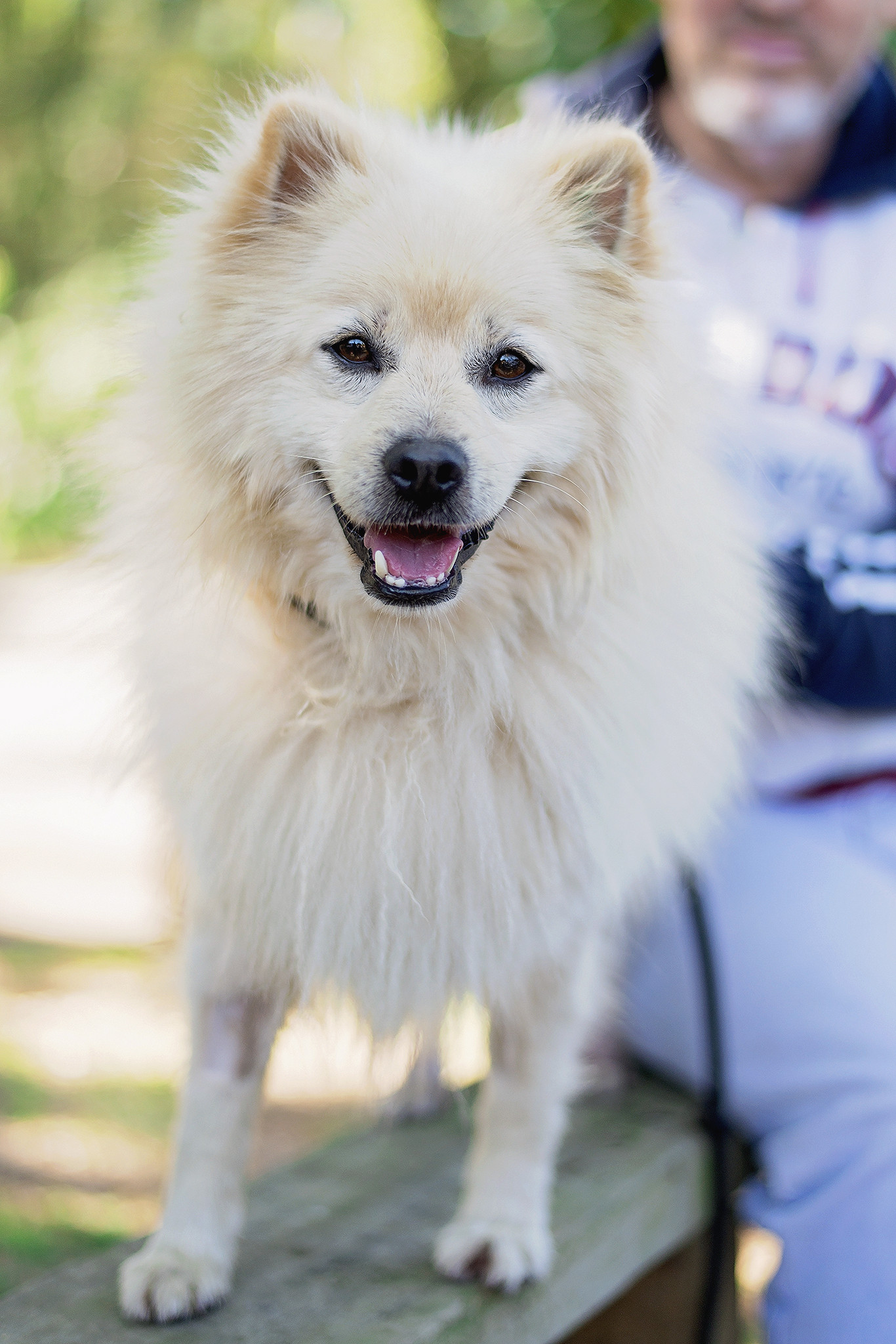 Wolf-Gang - Small Male Pomeranian x Spitz Mix Dog in QLD - PetRescue