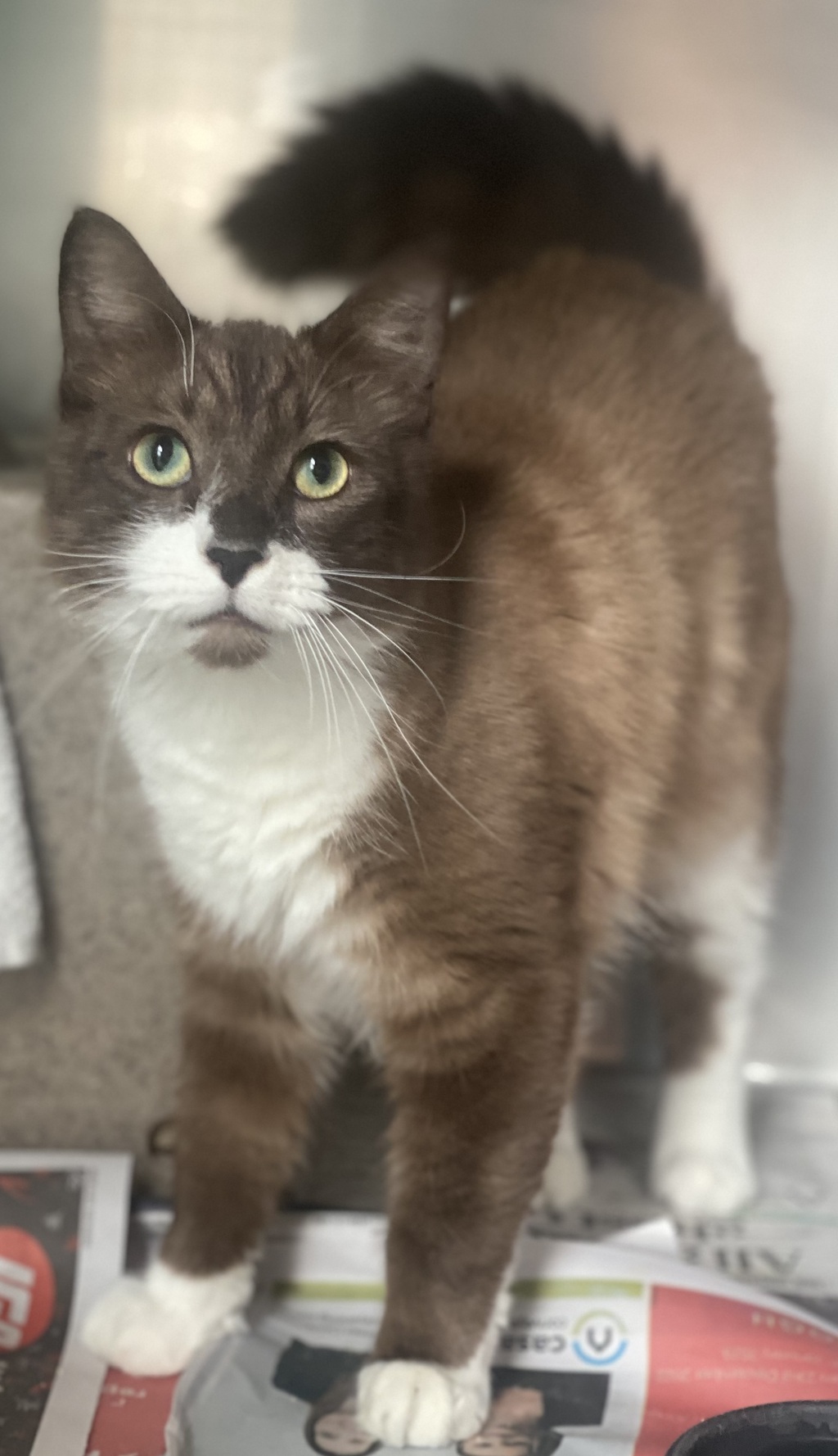 Powder Puff - Male Domestic Medium Hair Mix Cat in VIC - PetRescue