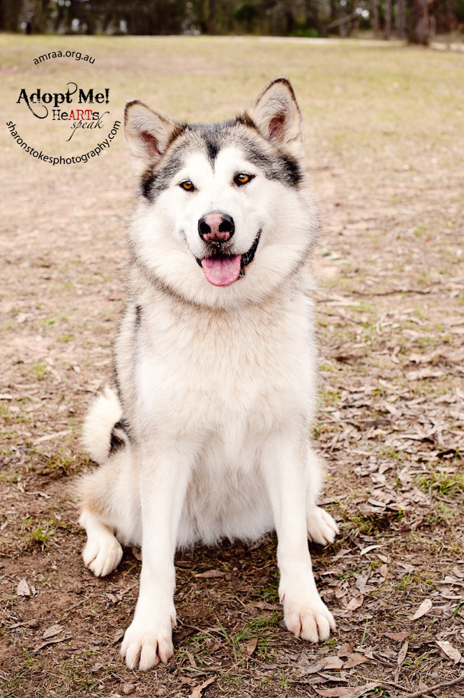 Bella - Large Female Alaskan Malamute Mix Dog in NSW - PetRescue