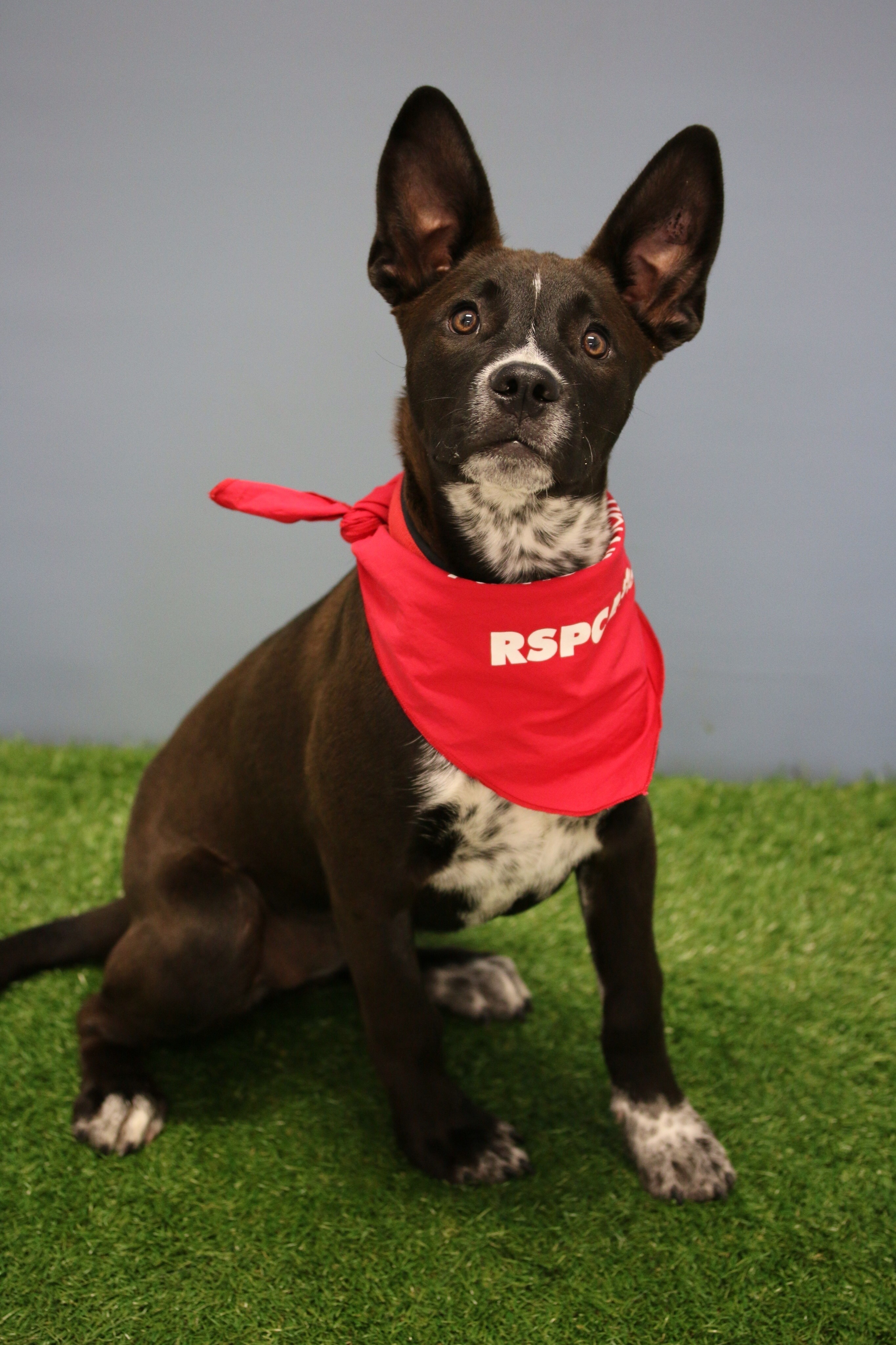 Cleo The Centennial - Medium Female Border Collie x Boxer Mix Dog in ...