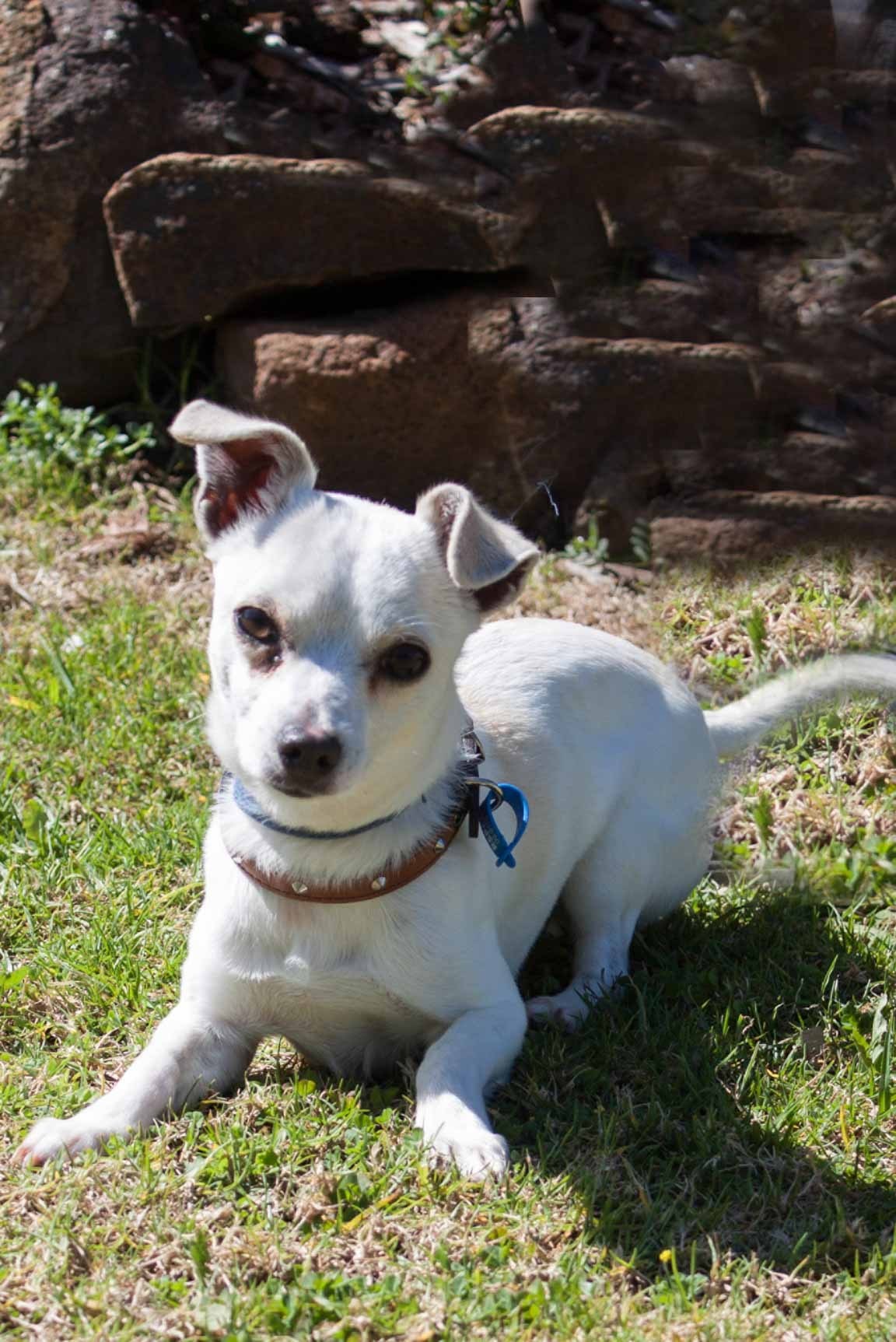 Gus - Small Male Chihuahua (Smooth Coat) x Mini Foxie / Tenterfield ...