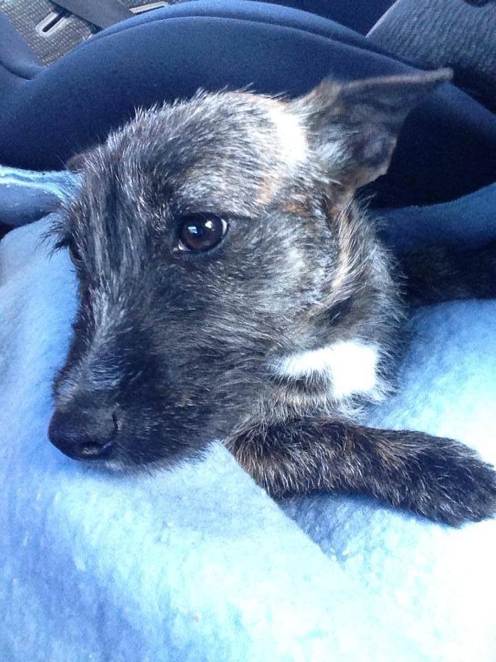 Xena: warrior princess! - Small Female Wirey Terrrier Blend Dog in NSW ...