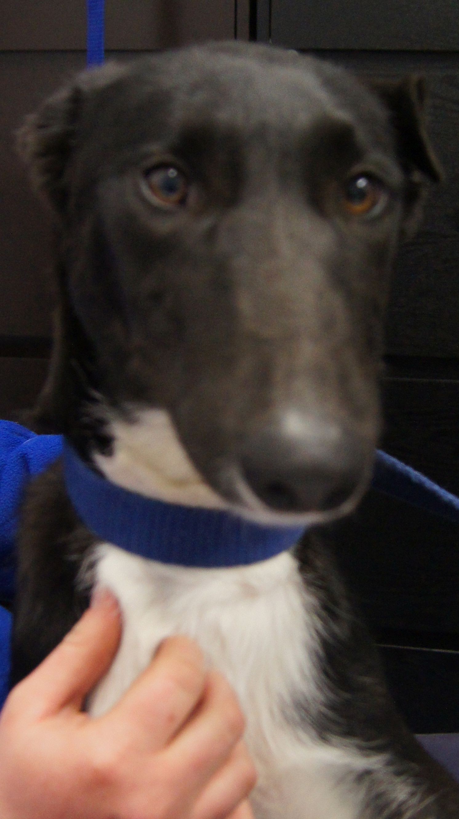 Floss - Large Female Border Collie x Whippet Mix Dog in NSW - PetRescue