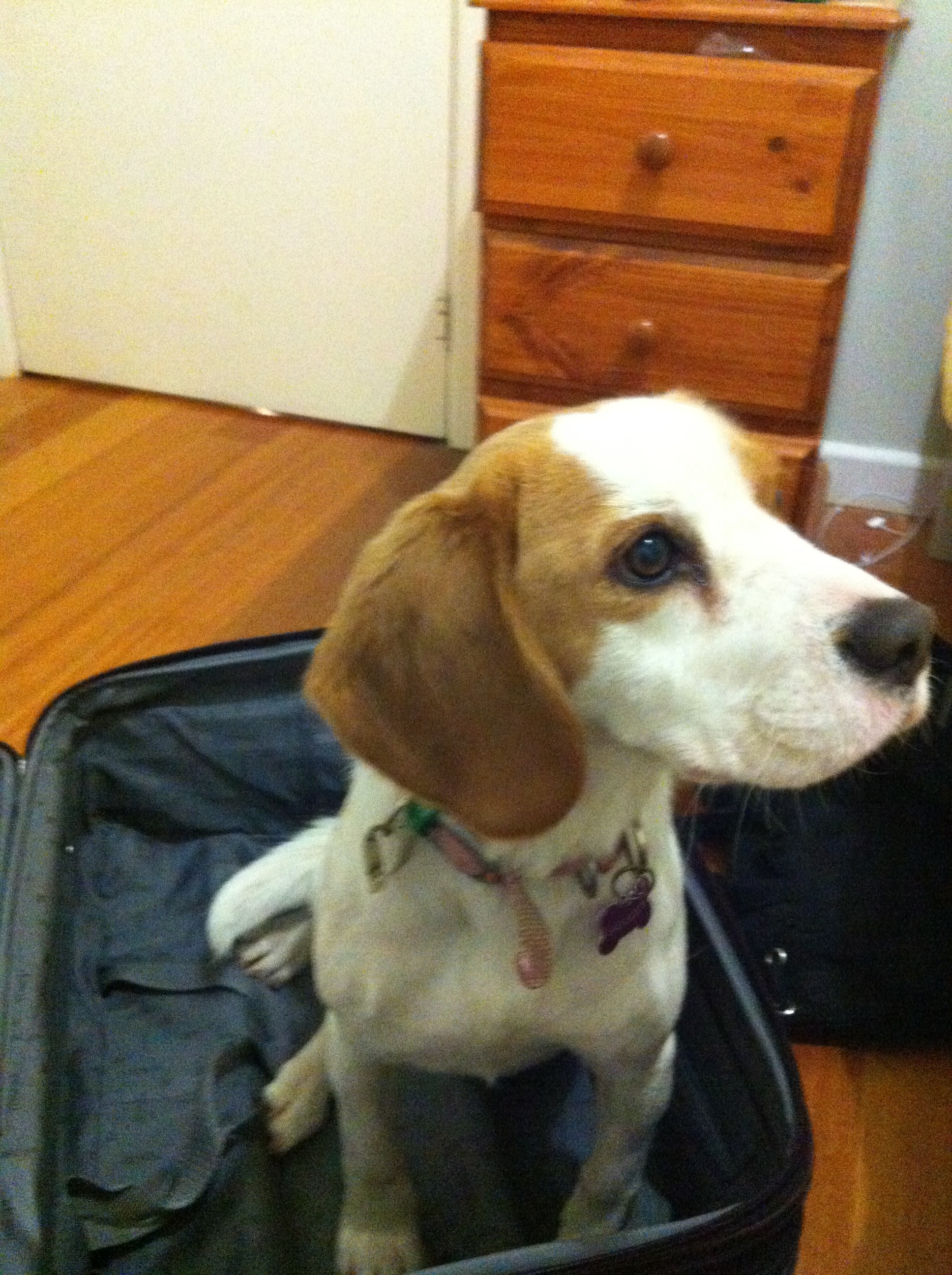 Beagle Rescue Victoria Inc - PetRescue