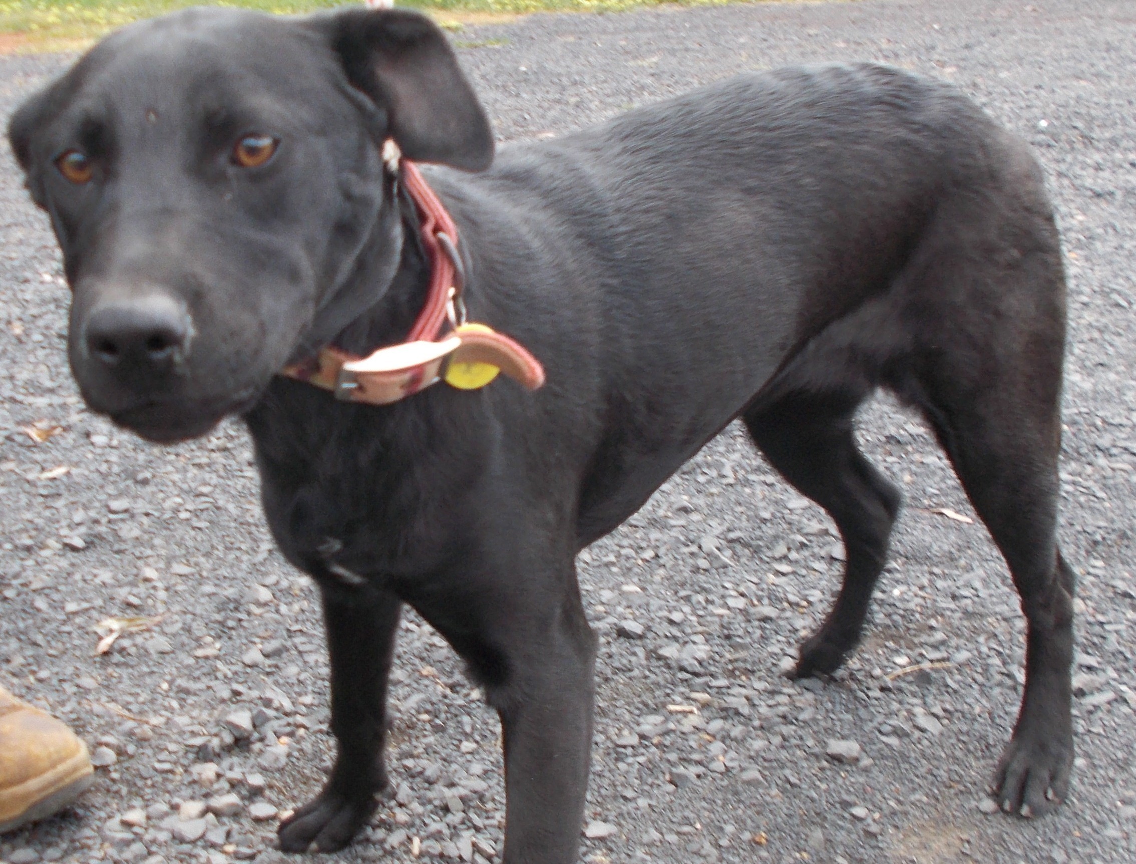 Jem - Medium Female Labrador Mix Dog in NSW - PetRescue