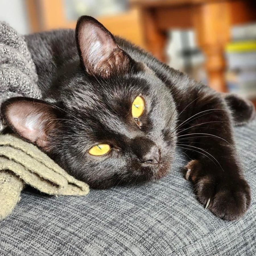 8760 - Splotch - Female Domestic Short Hair Cat in WA - PetRescue