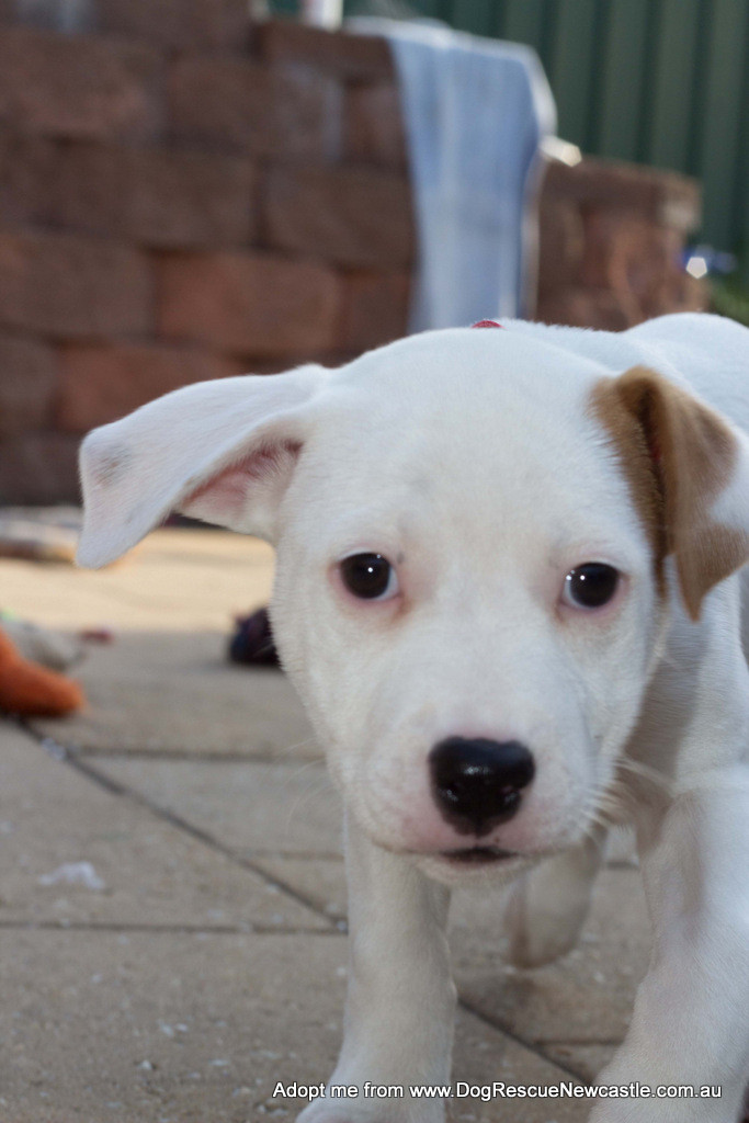 Puppy Pinto (On Trial 14/10/14) ~ Lab x Bull Arab - Large Female Bull ...