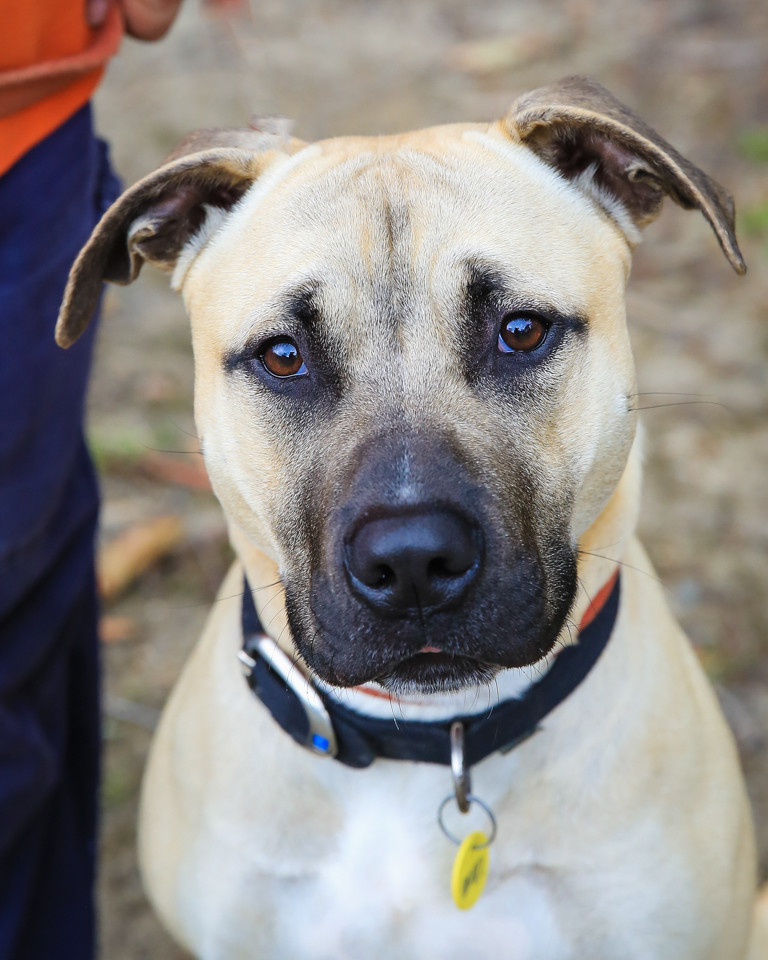 Harry - Large Male Mastiff Mix Dog in NSW - PetRescue