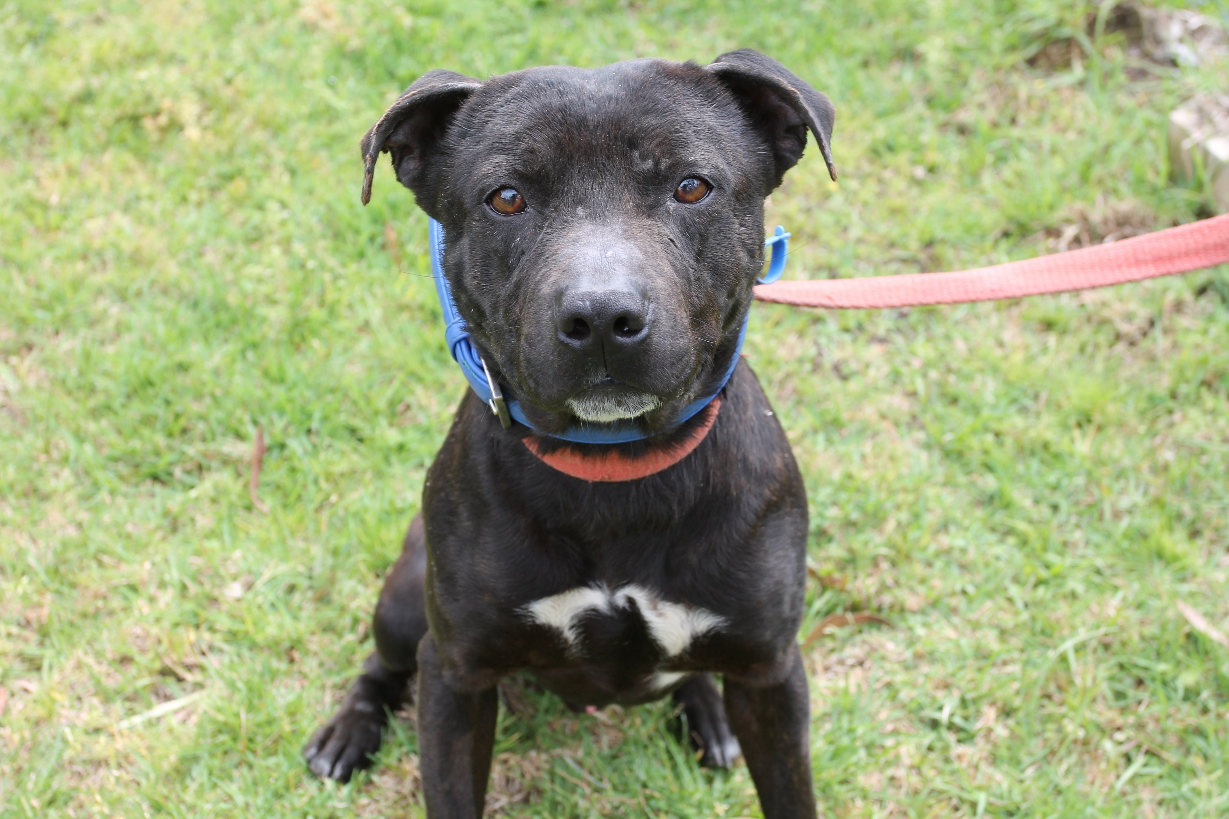Gomer - Medium Male Staffordshire Bull Terrier Mix Dog in NSW - PetRescue