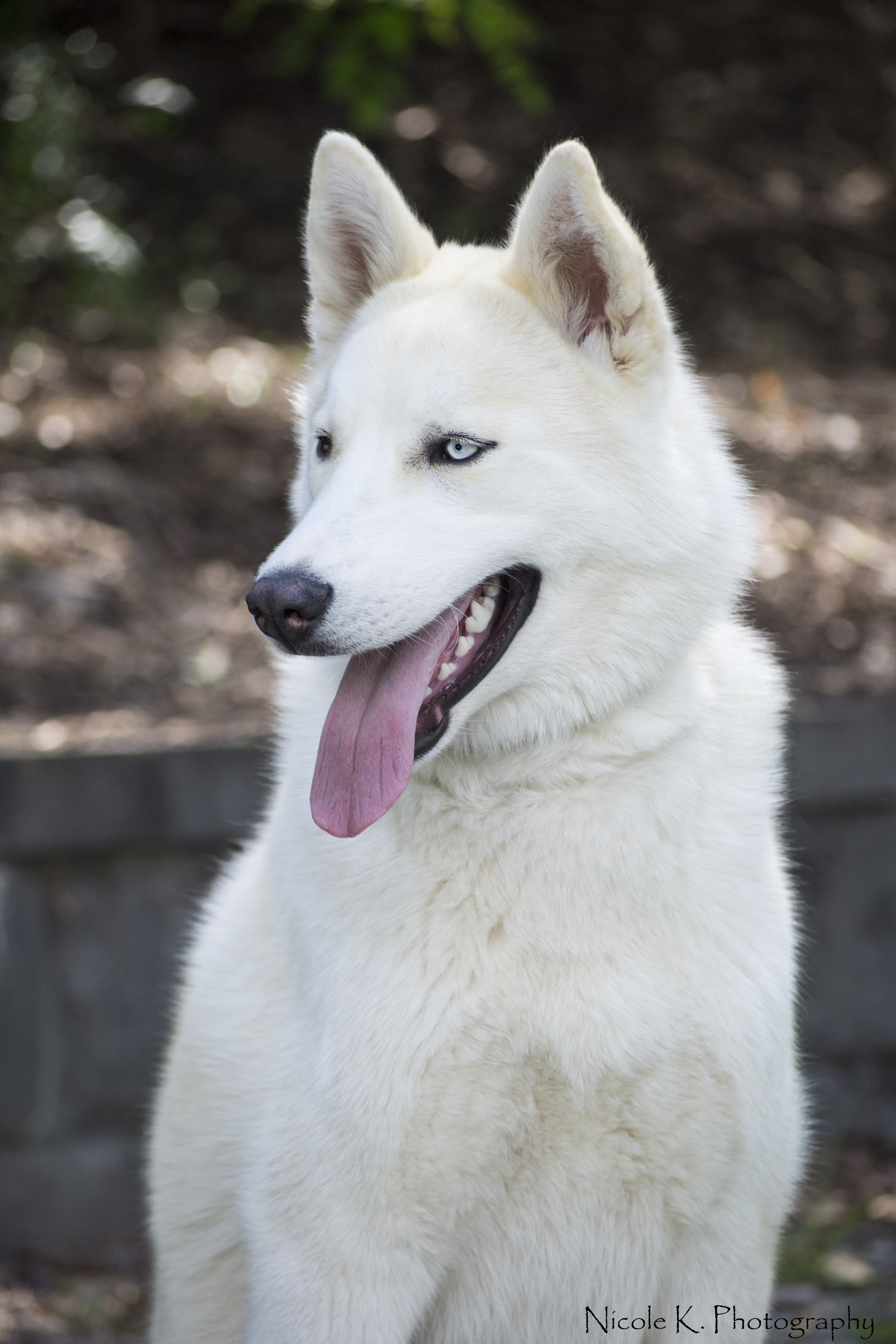 Ghost - Medium Male Siberian Husky Dog in VIC - PetRescue