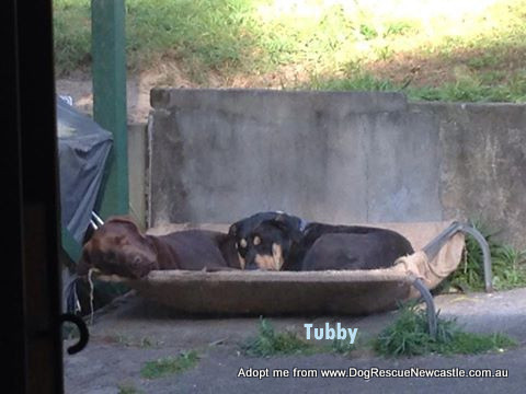 Tubby (On Trial 2/11/14)~ Great with kids - Large Male Labrador x ...