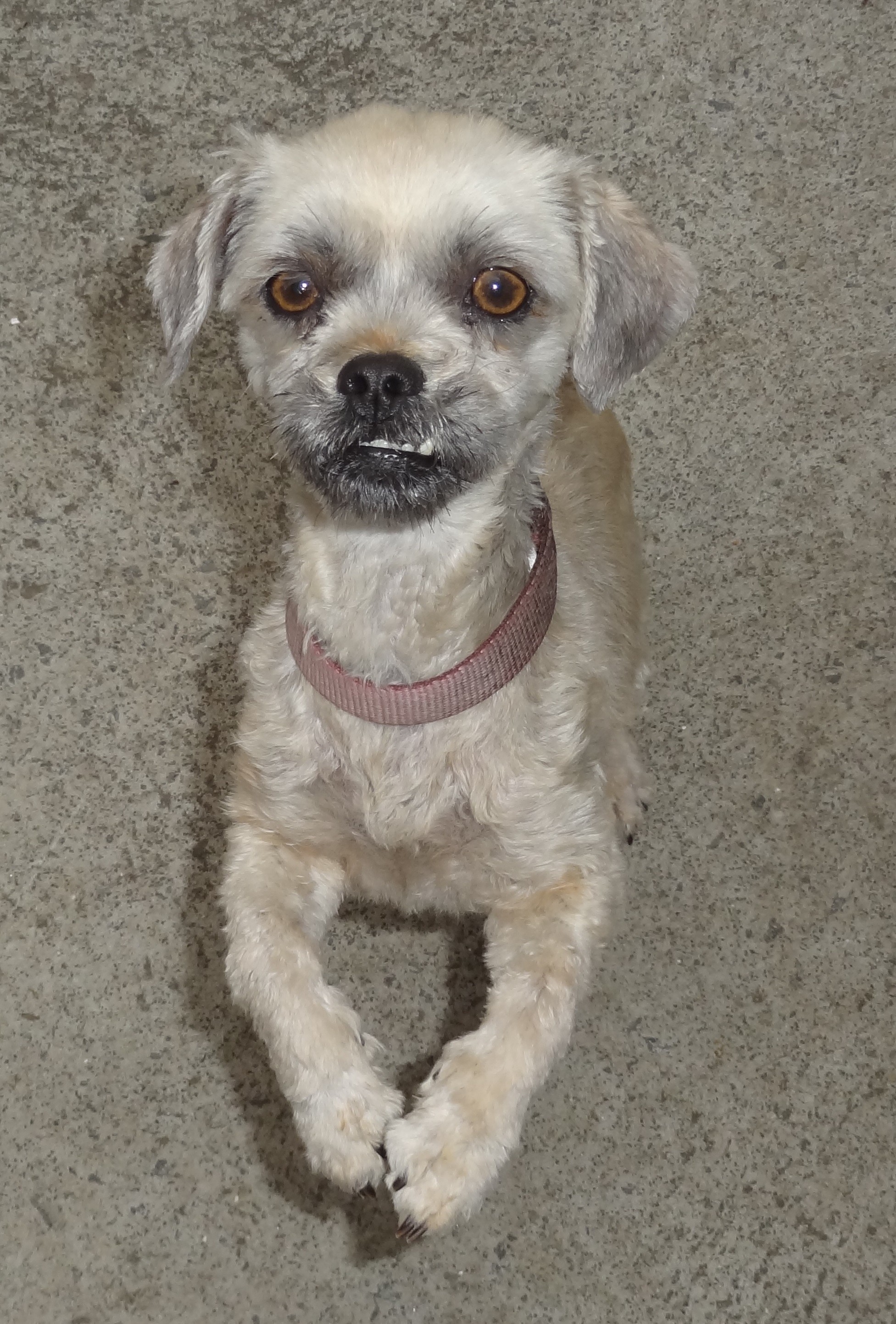 Jockey - Small Male Jack Russell Terrier x Mini Foxy Mix Dog in QLD ...