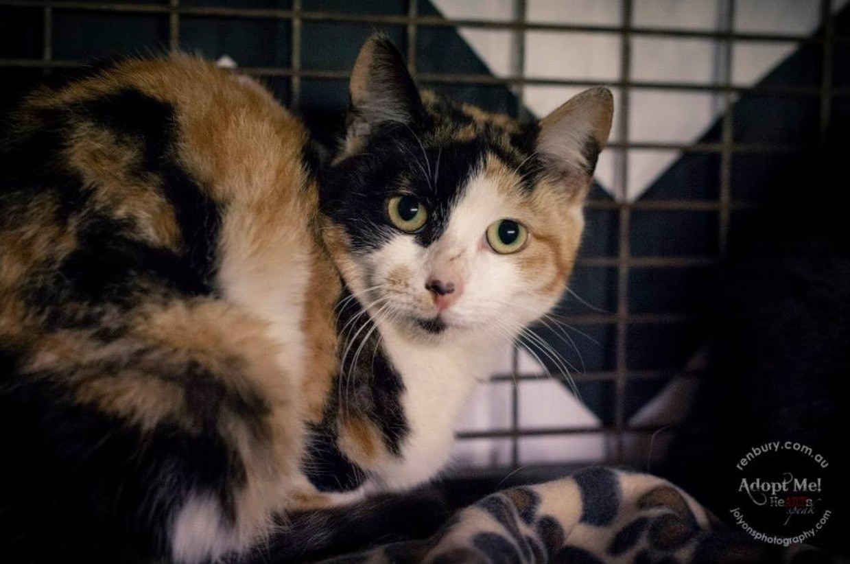 Mallory - Female Domestic Short Hair Cat in NSW - PetRescue