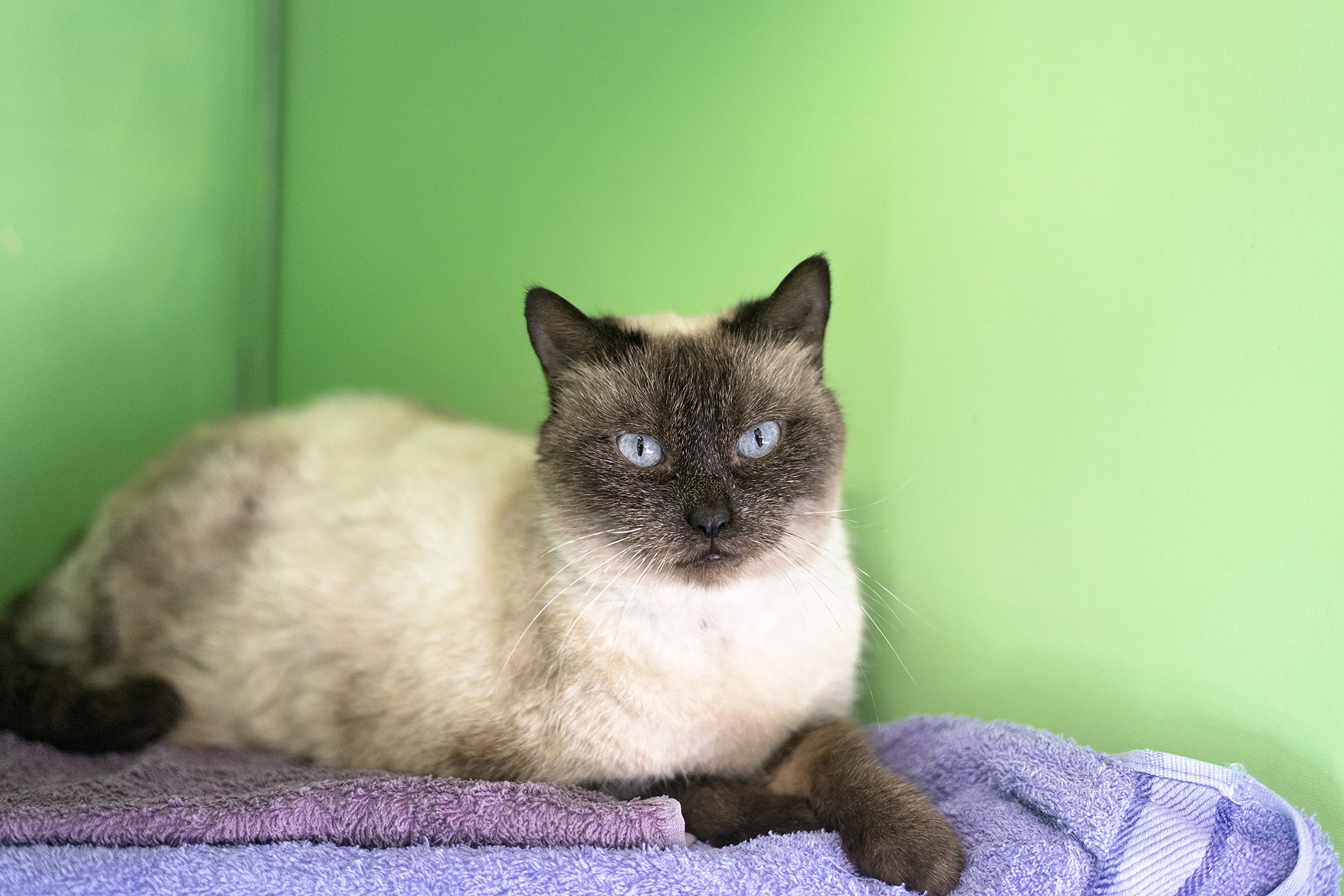 Jasmine - Female Burmese Mix Cat in QLD - PetRescue