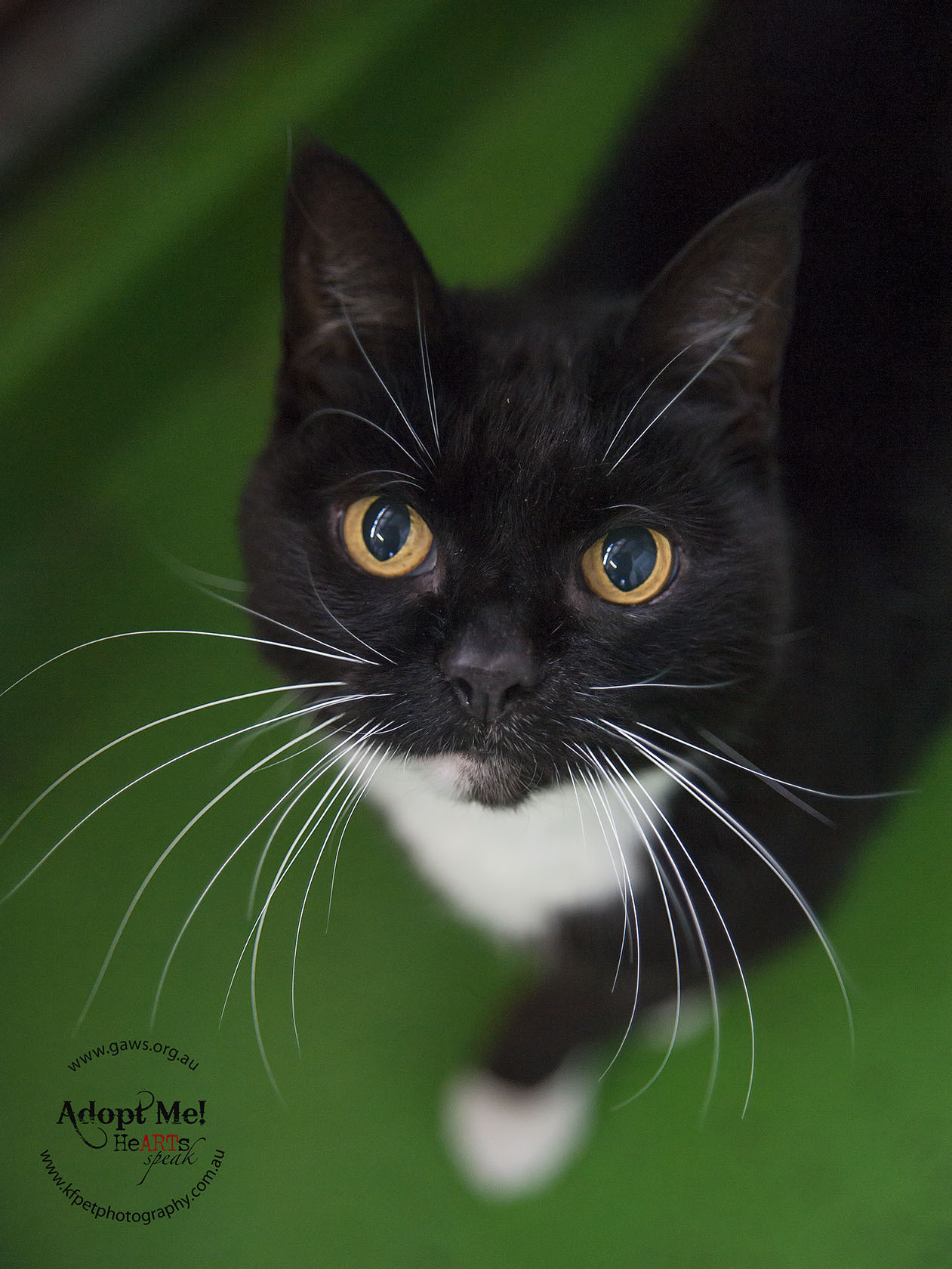 Simmy ID23265 - Female Domestic Short Hair Cat in VIC - PetRescue