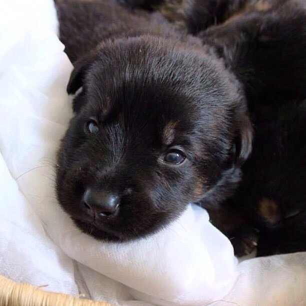 Puppies rotti X shepherd - Large Female German Shepherd x Rottweiler ...