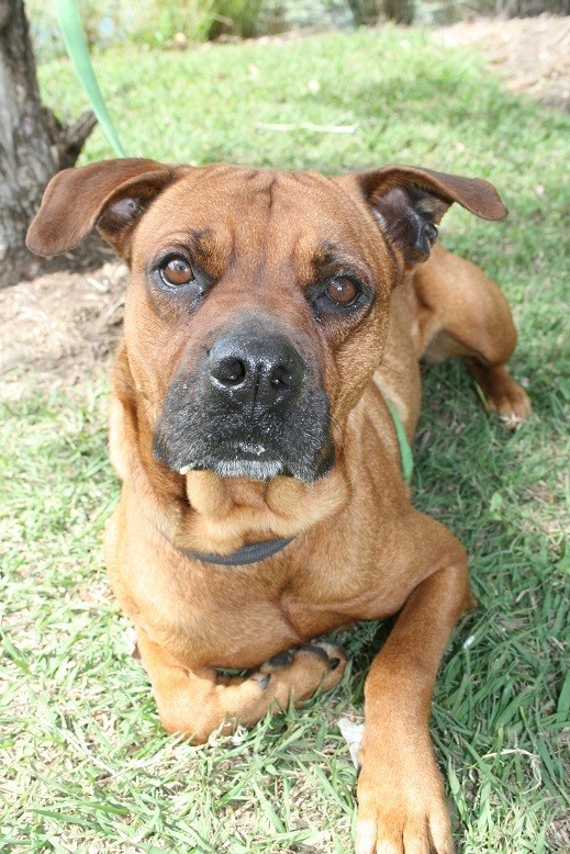 Arial - Medium Female Boxer x Rhodesian Ridgeback Mix Dog in QLD ...