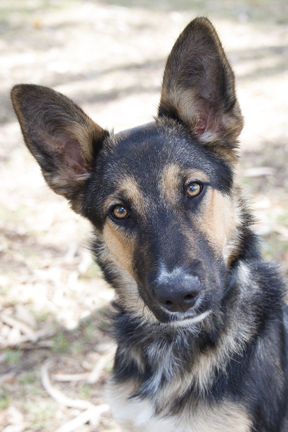 Spot - Medium Female Australian Cattle Dog x German Shepherd Mix Dog in ...