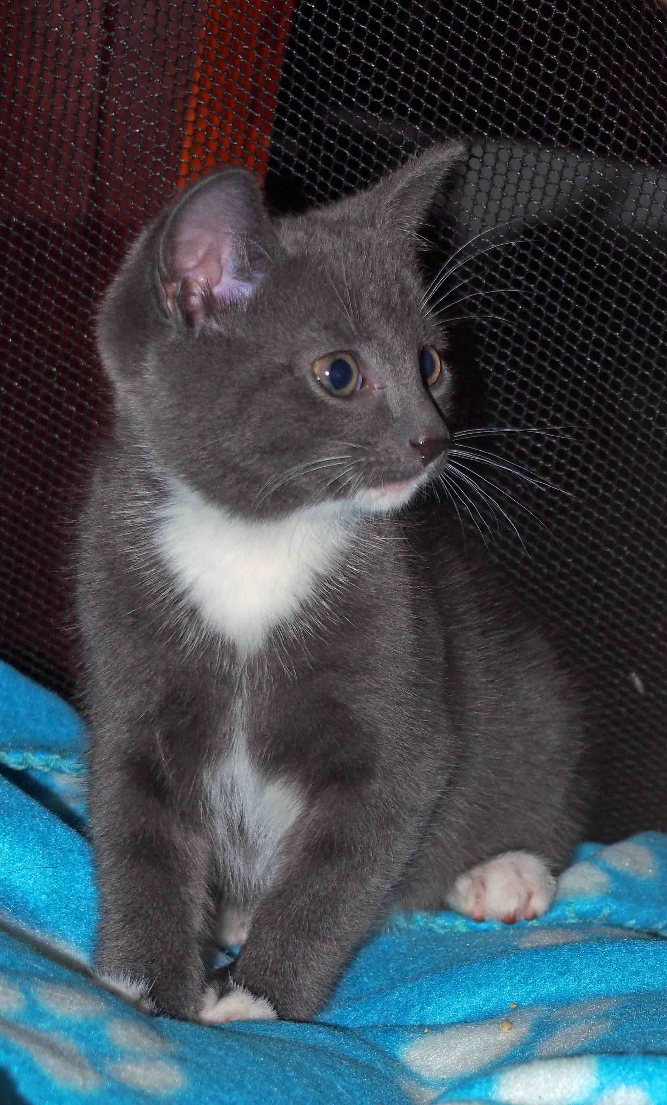Fergus - Male Domestic Short Hair Cat in NSW - PetRescue