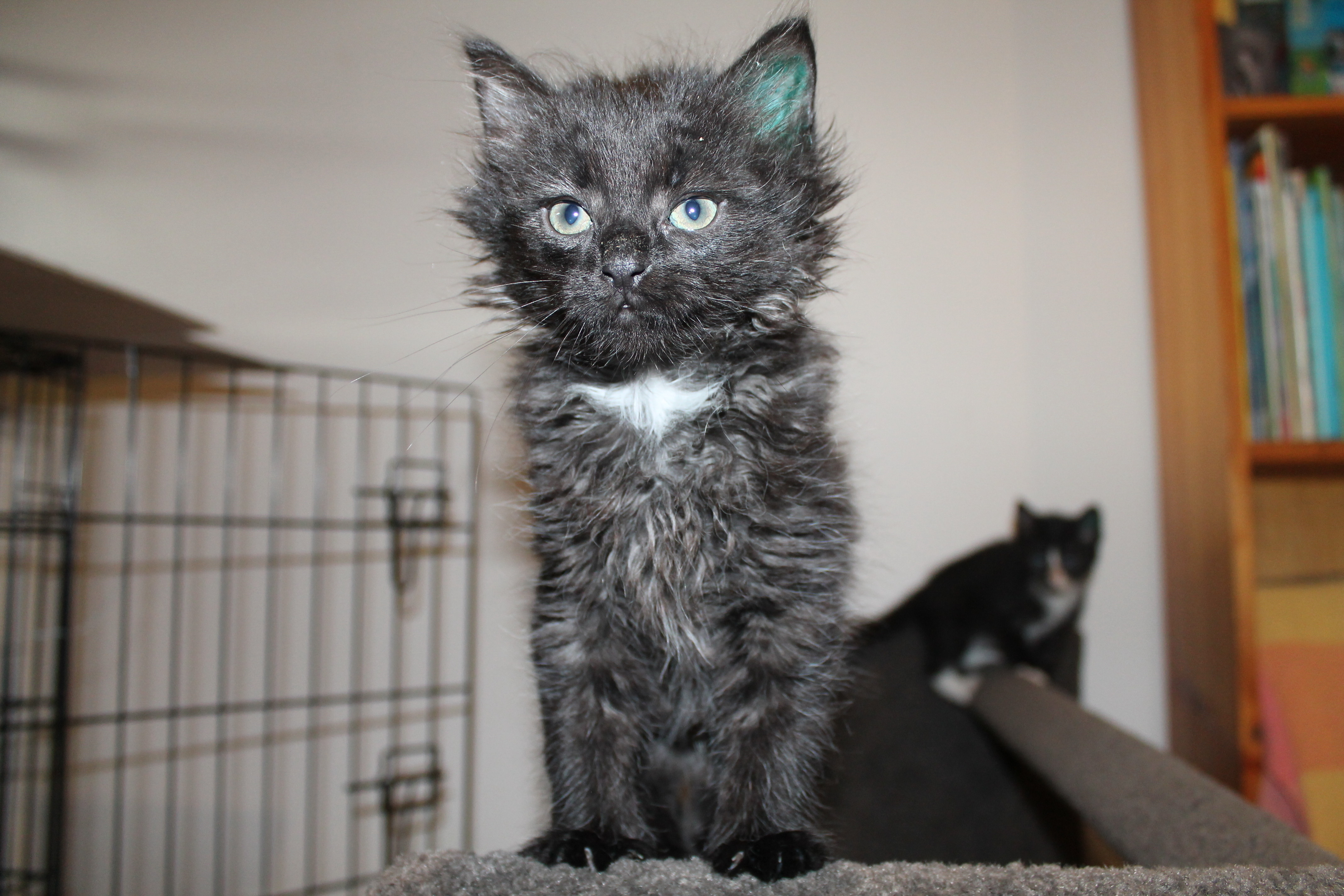 Aspin~Sweet & Fluffy - Female Domestic Medium Hair Cat in VIC - PetRescue