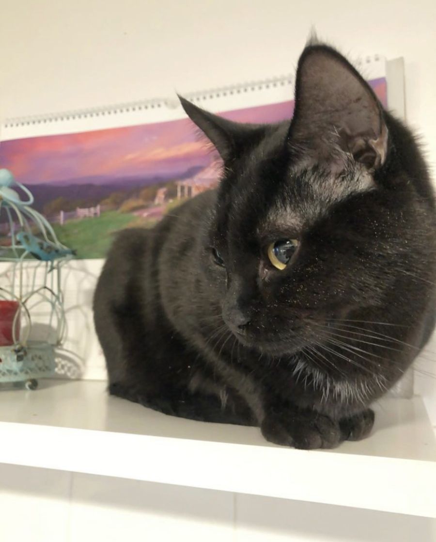 Fergus - Male Domestic Short Hair Cat in QLD - PetRescue