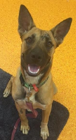 Sheba - Medium Female German Shepherd Mix Dog in QLD - PetRescue