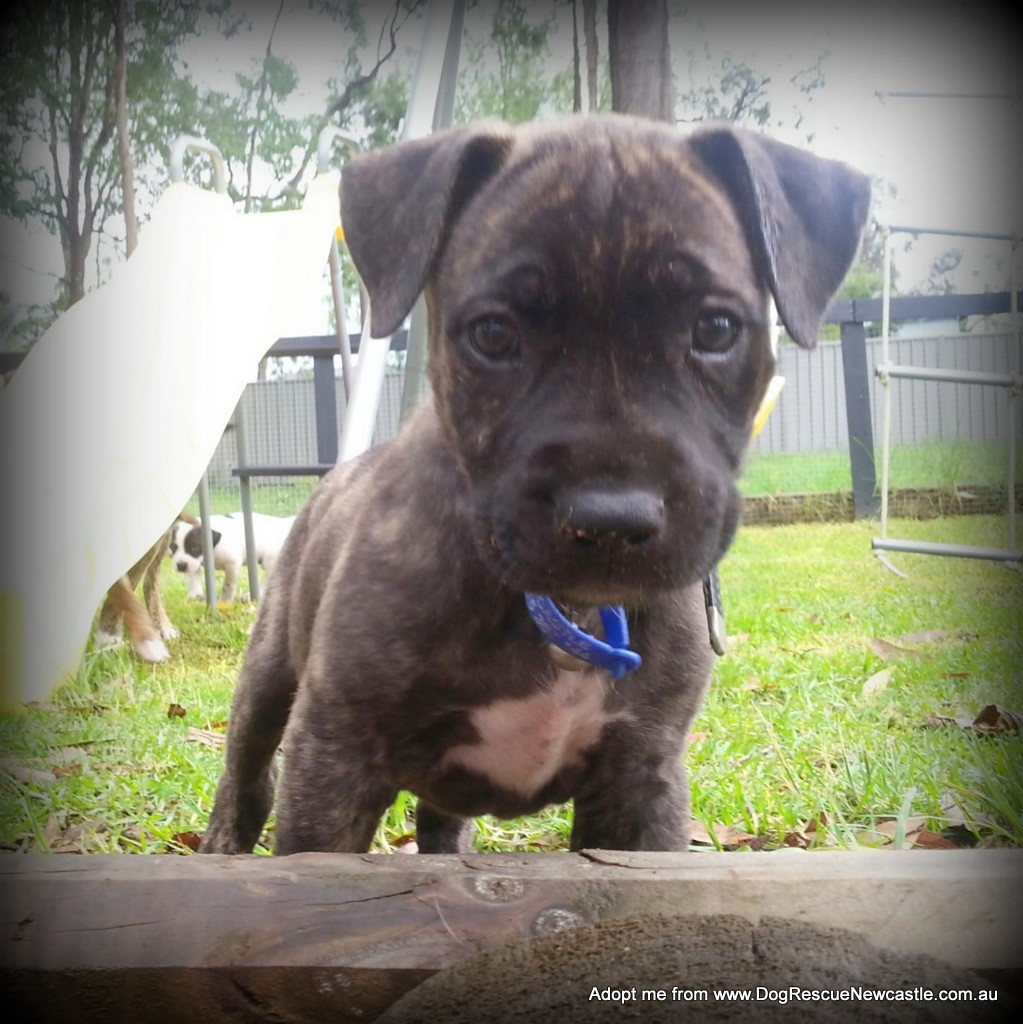 Holly (On trial 23/12/14) ~ Staffy x Ridgeback pup - Large Female ...