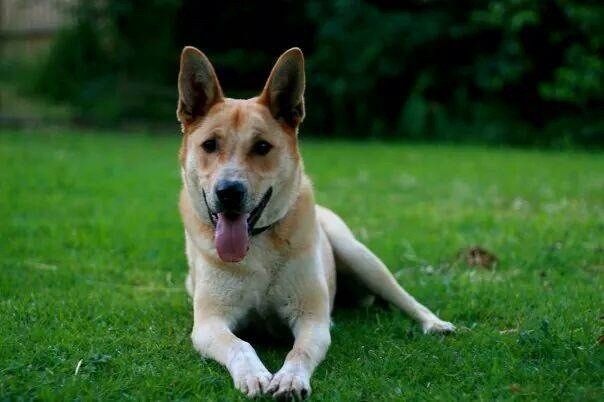 Griffin - Beautiful Lab x Akita - On Trial - Medium Male Akita Inu x ...