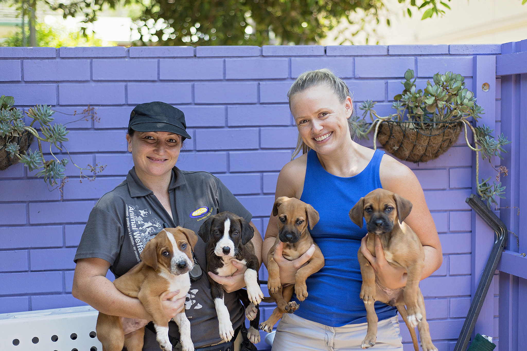Brooks - Large Female Bullmastiff x Rhodesian Ridgeback Mix Dog in QLD ...